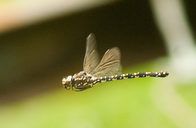 There Be Dragonflies - Austroaeschna parvistigma SWAMP DARNER