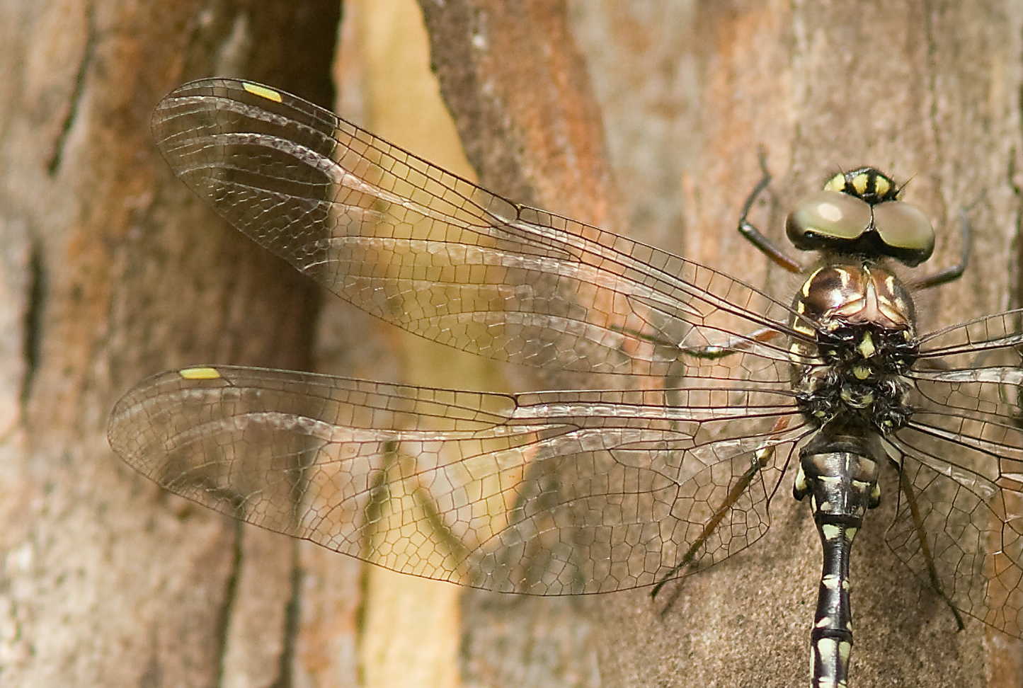 There Be Dragonflies - Austroaeschna parvistigma SWAMP DARNER