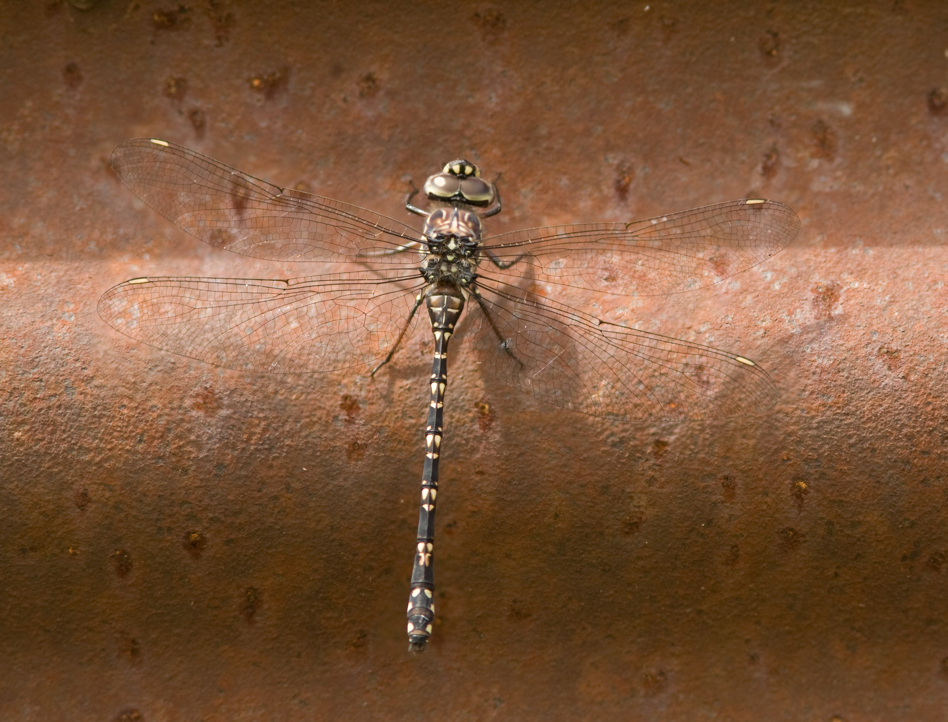 There Be Dragonflies - Austroaeschna parvistigma SWAMP DARNER