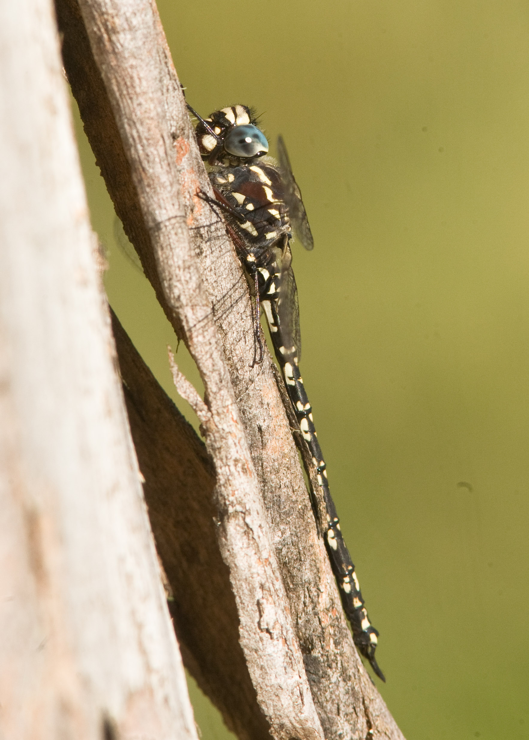 There Be Dragonflies - Austroaeschna parvistigma SWAMP DARNER