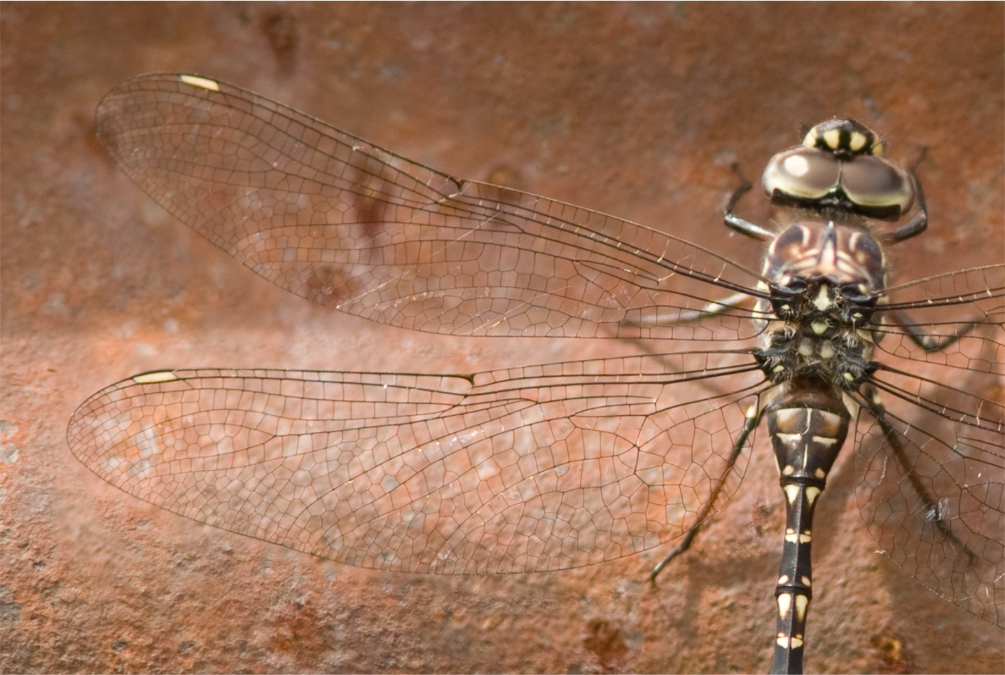 There Be Dragonflies - Austroaeschna parvistigma SWAMP DARNER