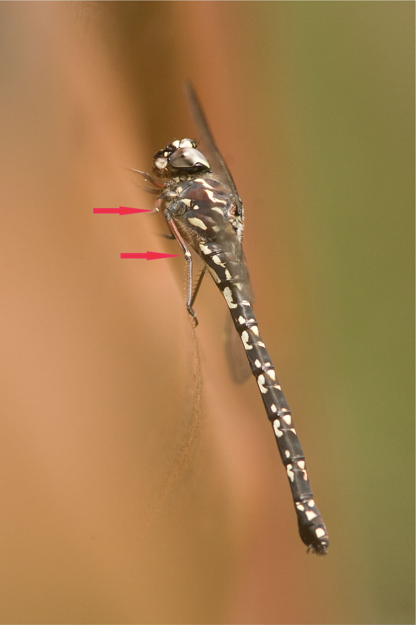 There Be Dragonflies - Austroaeschna parvistigma SWAMP DARNER