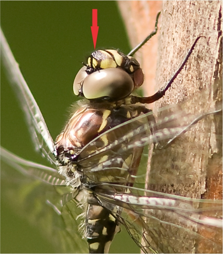 There Be Dragonflies - Austroaeschna parvistigma SWAMP DARNER