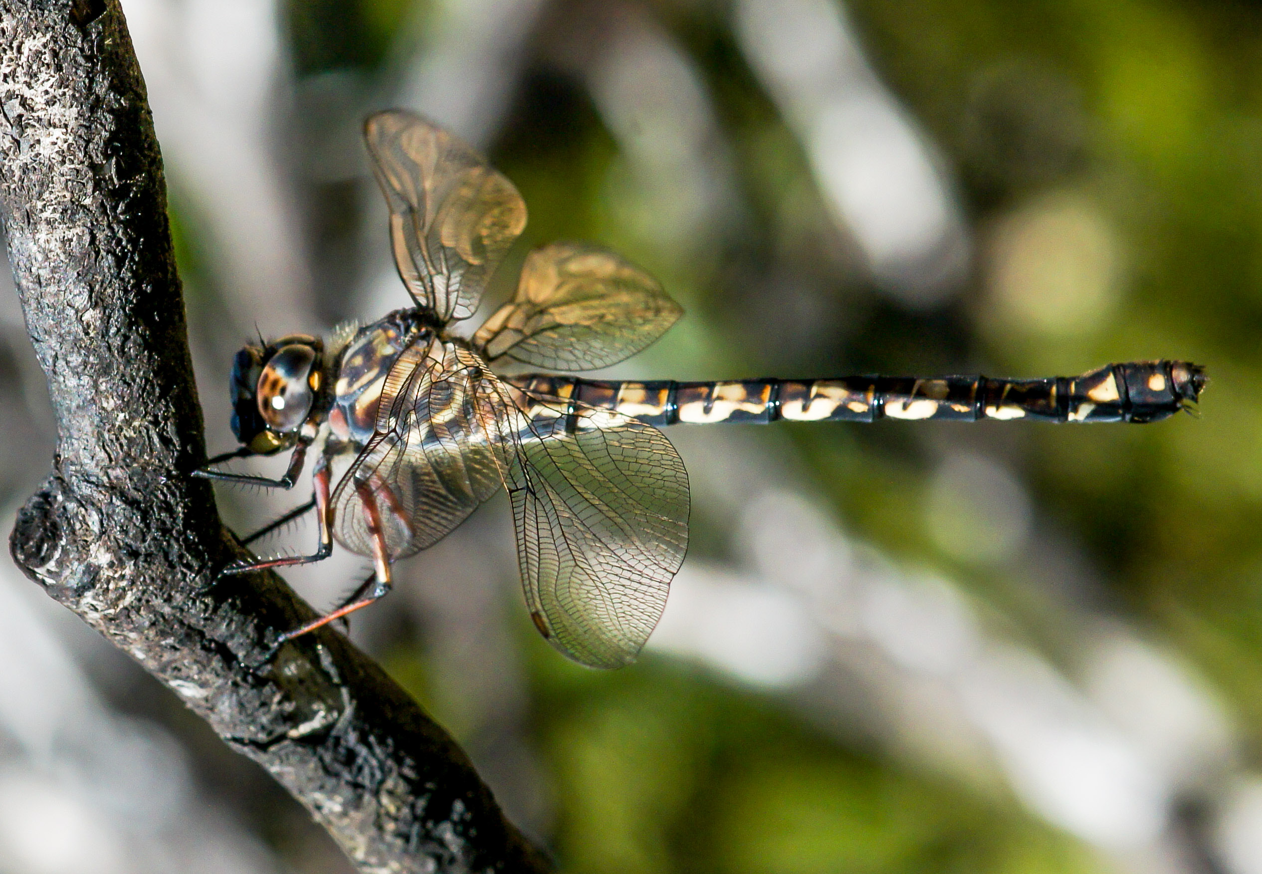 There Be Dragonflies - Austroaeschna subapicalis CONEHEAD DARNER