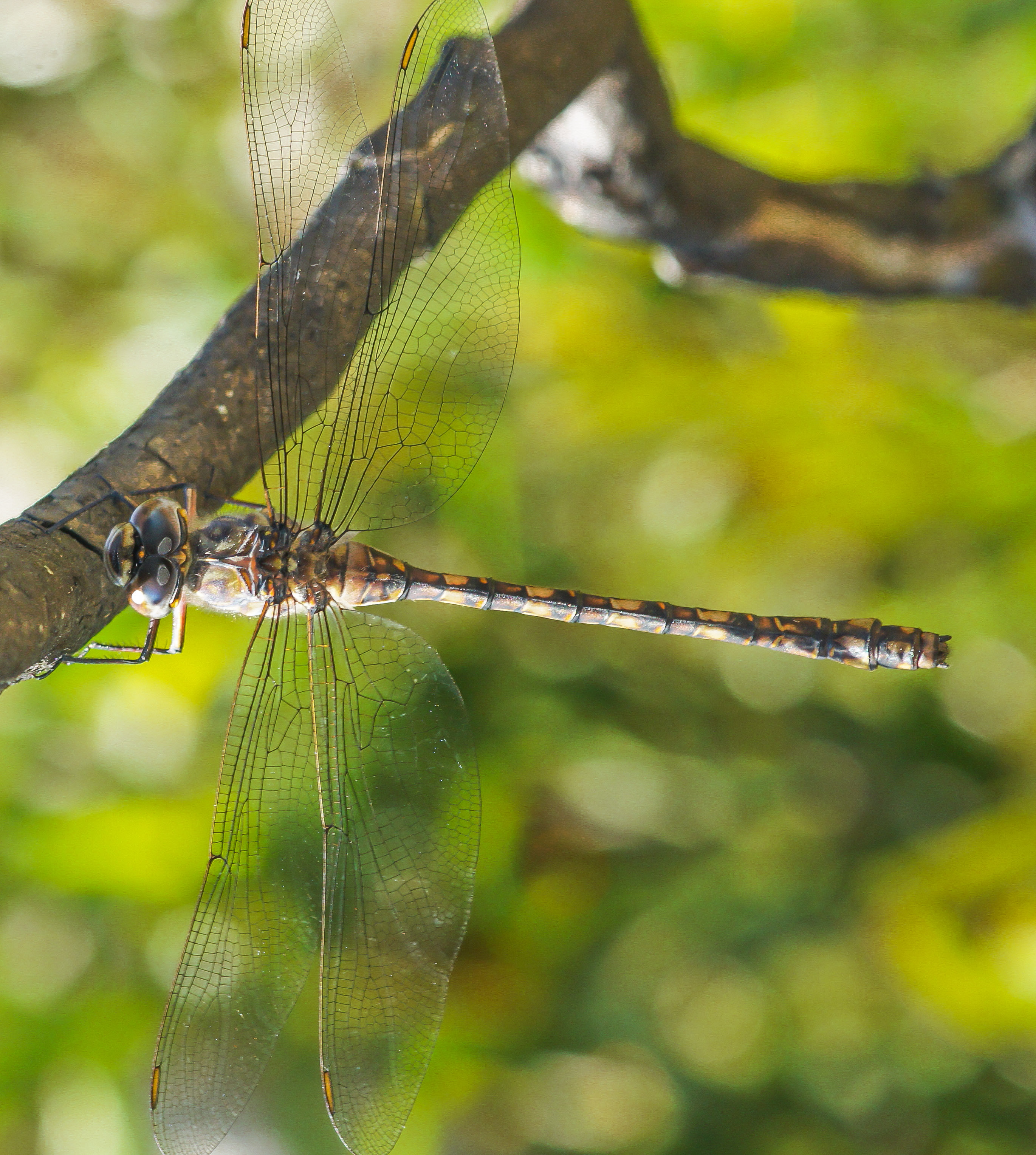 There Be Dragonflies - Austroaeschna subapicalis CONEHEAD DARNER
