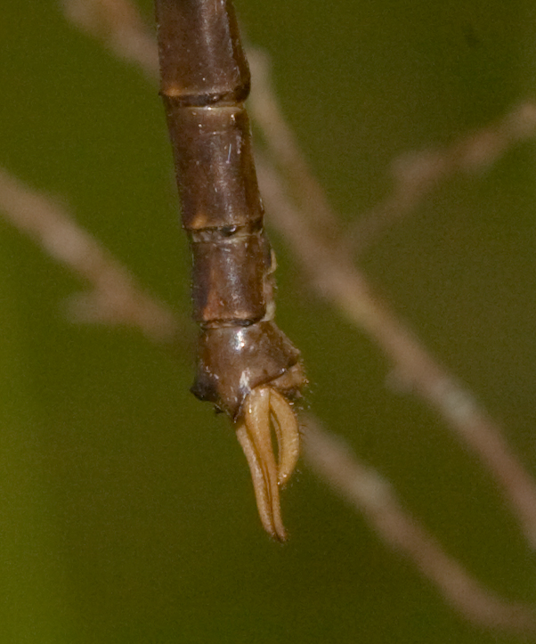 There Be Dragonflies | Telephlebia godeffroyi EASTERN EVENING DARNER